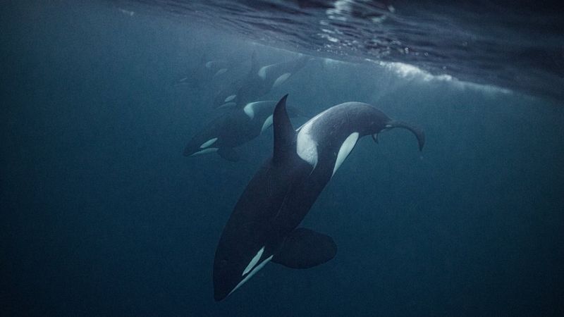 How do whales communicate? - BBC Newsround