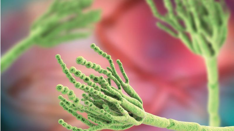 Friendly fungi help forests fight climate change - BBC News