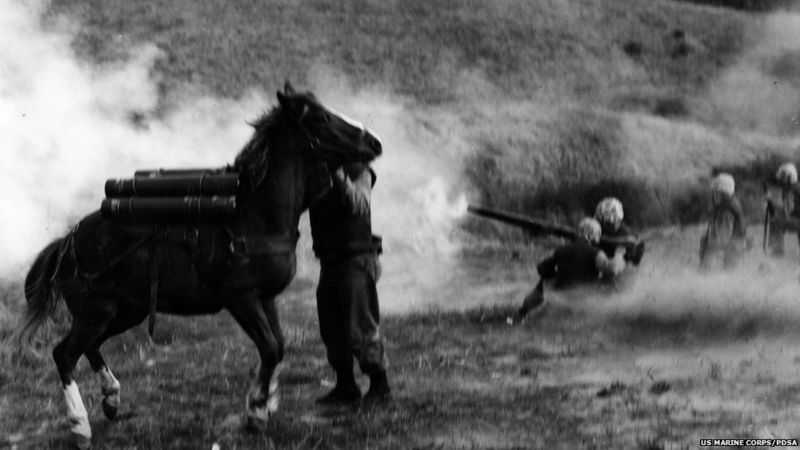 War horse Sergeant Reckless has finally been honoured for her bravery ...