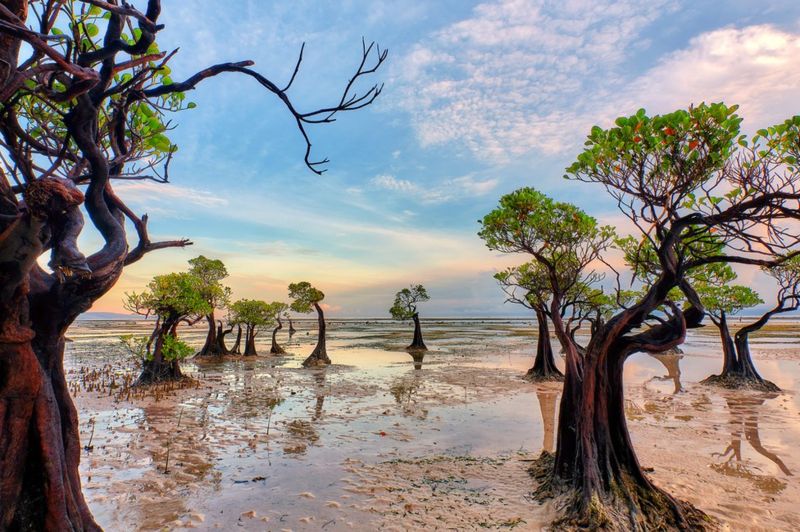 Photography award winners show the fragility and beauty of mangrove ...