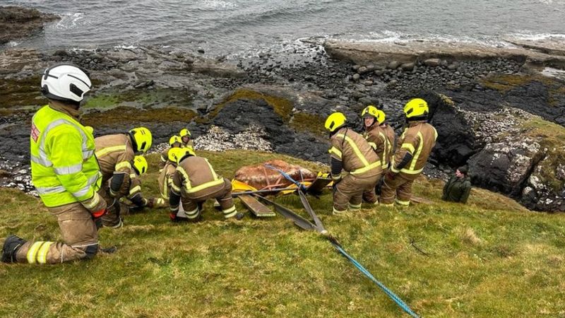 Pregnant cow rescued after falling down embankment on Skye - BBC News