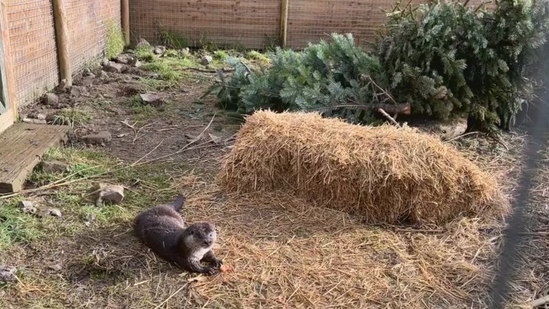 Otters return to Devon home after flooding - BBC News