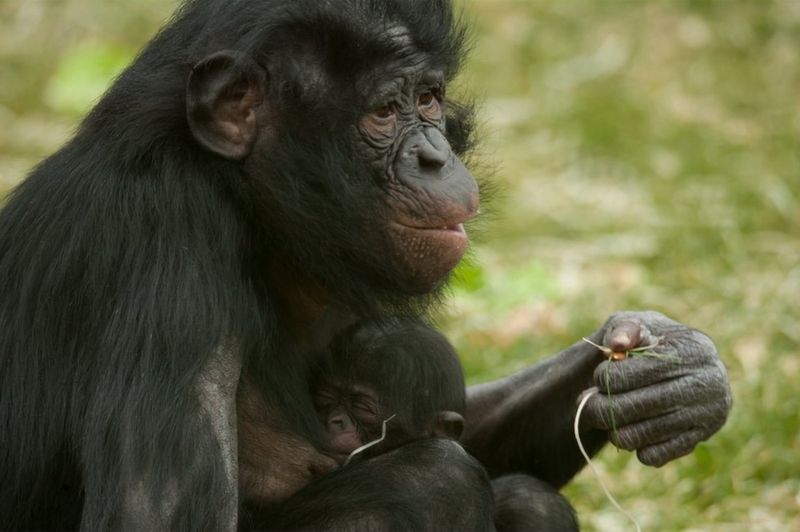 Endangered bonobo ape born at Twycross Zoo - BBC News