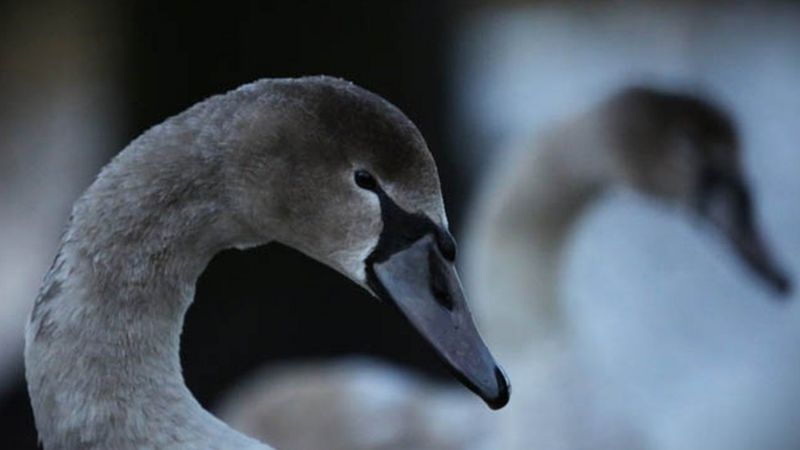 Young nature photographers compete for award - BBC News