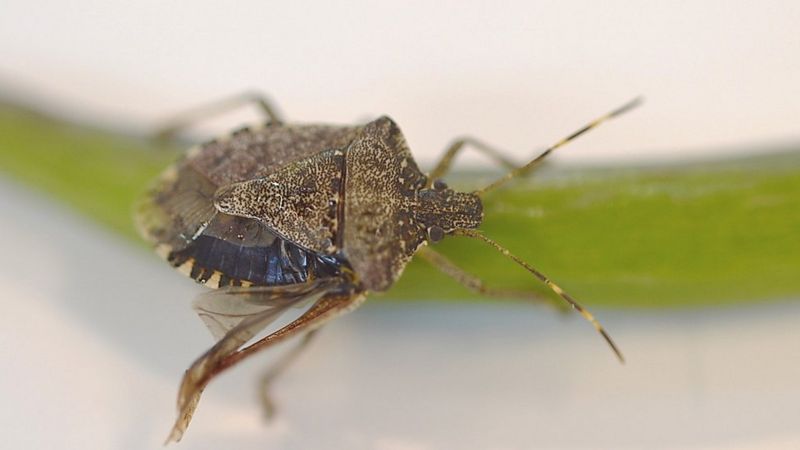Stink bug discovery raises fears of threat to crops - BBC News