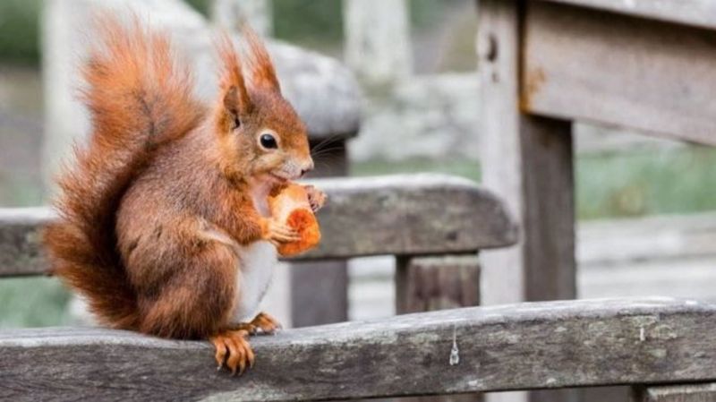 Red squirrel bridge to be built at Anglesey's Plas Newydd - BBC News