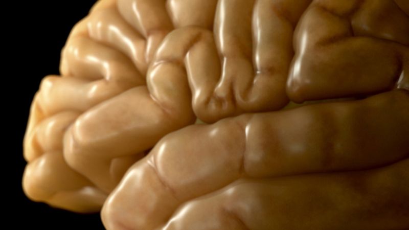 Physics of brain wrinkles copied in a jar - BBC News