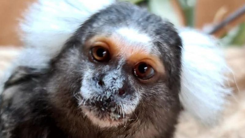 Rescued Aberdeen marmosets start new life in Fife Zoo - BBC News