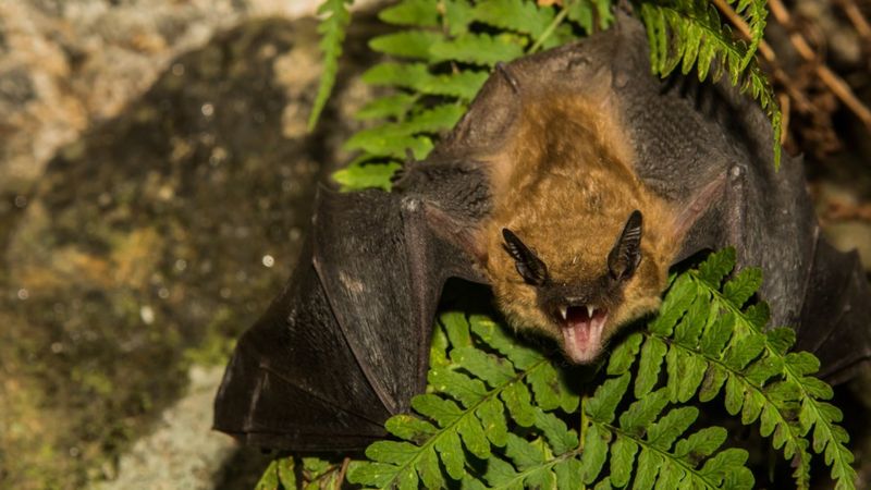 Giant bat: Remains of extinct burrowing bat found in New Zealand - BBC News