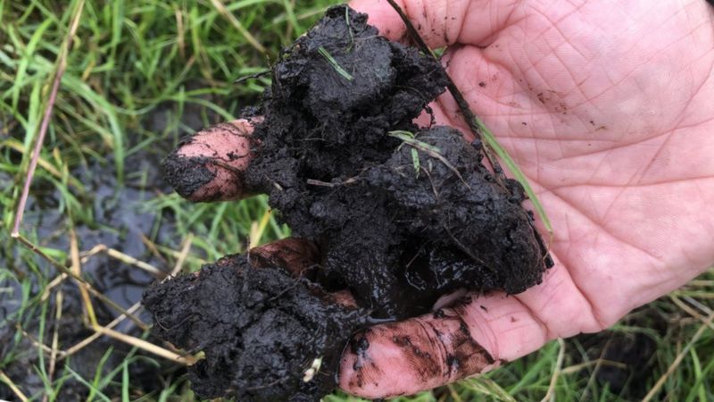 Climate change: England's gardeners set for peat compost ban - BBC News
