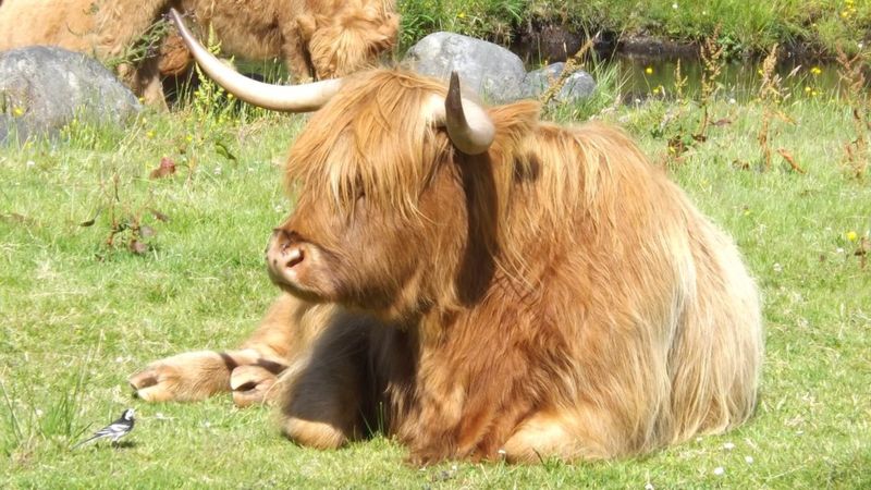 Your pictures of Scotland: 3-10 February - BBC News