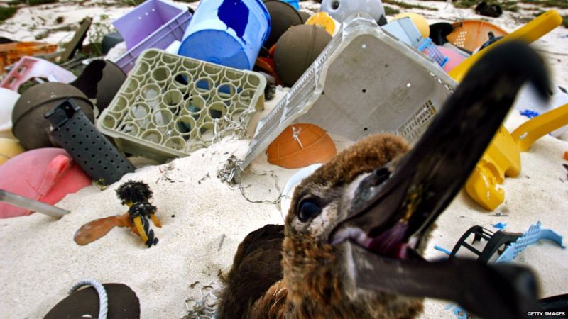 The animals that are being harmed by plastic bags - BBC News