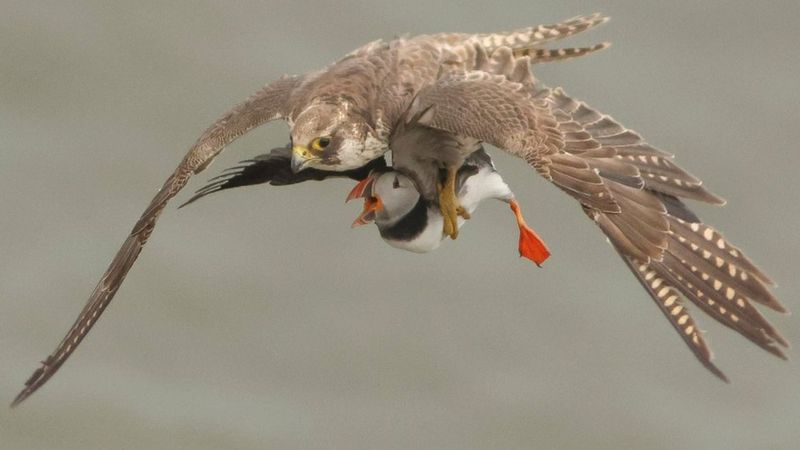 Peregrine falcon snatches puffin at Bempton Cliffs - BBC News