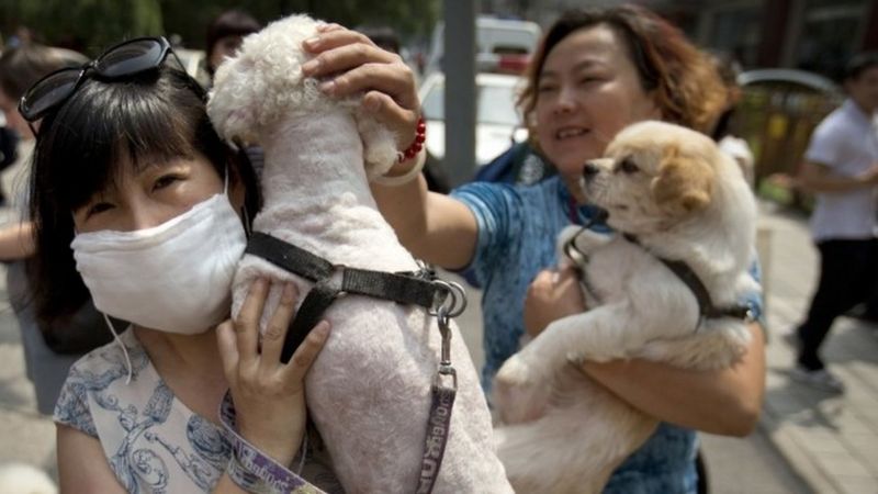 Yulin festival: Doubts over 'dog meat ban' - BBC News