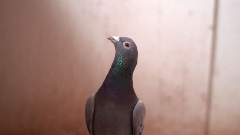Armando, the 'Lewis Hamilton of pigeons' sells for record €1.25m - BBC News