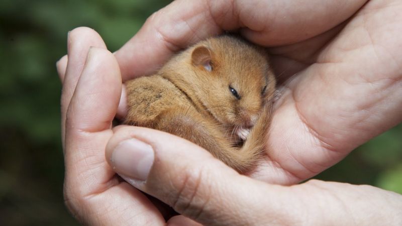 Hazel dormice: Rare rodent population drops by 75% - BBC Newsround