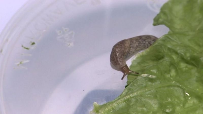 Fitting slugs with tracking devices for the first time - BBC News