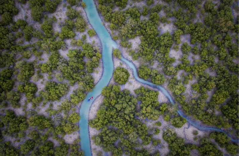Mangrove forests: Photography winners show beauty of ecosystems - BBC News