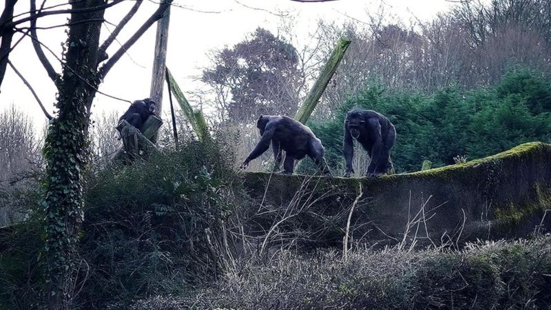 Belfast Zoo visitors 'petrified' by escaped chimpanzee - BBC News