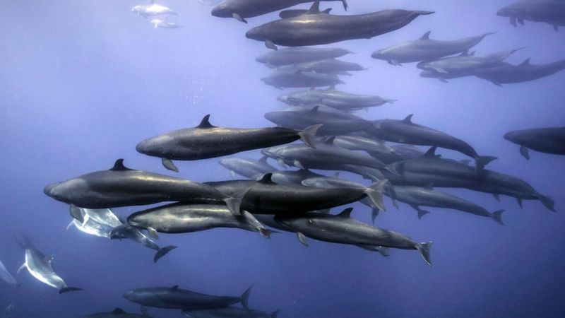 Blue Planet II: New pictures from David Attenborough's latest series ...