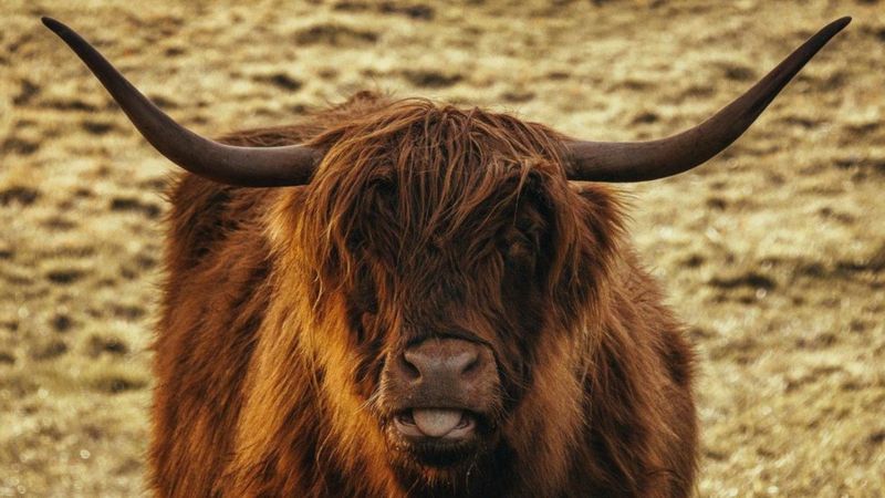 Your pictures of Scotland: 1 November - 8 November - BBC News