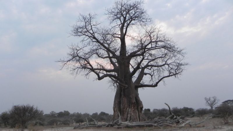 Your pictures: Botswana - BBC News