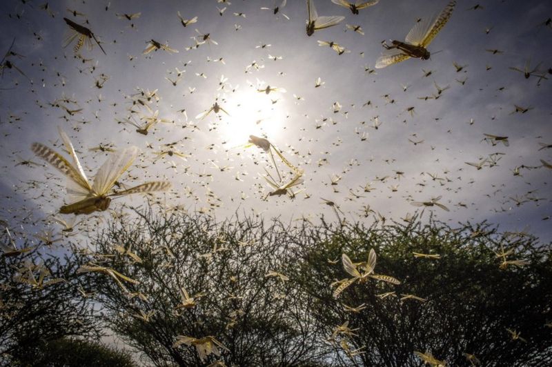 Hundreds of billions of locusts swarm in East Africa - BBC News