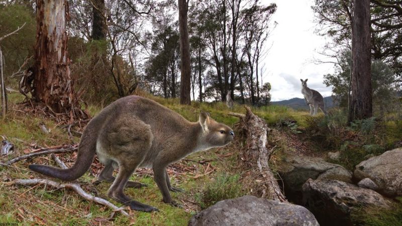 Researchers go to extreme lengths to recover Ice Age kangaroo fossil ...
