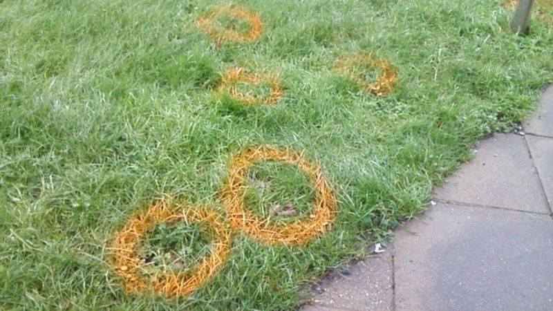 Dog poo DNA test approved in Alresford - BBC News