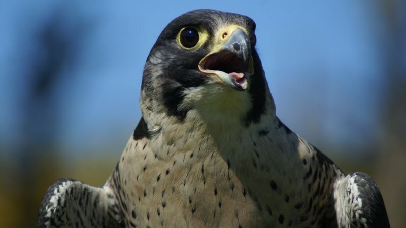 Police using drones to protect birds of prey - BBC News