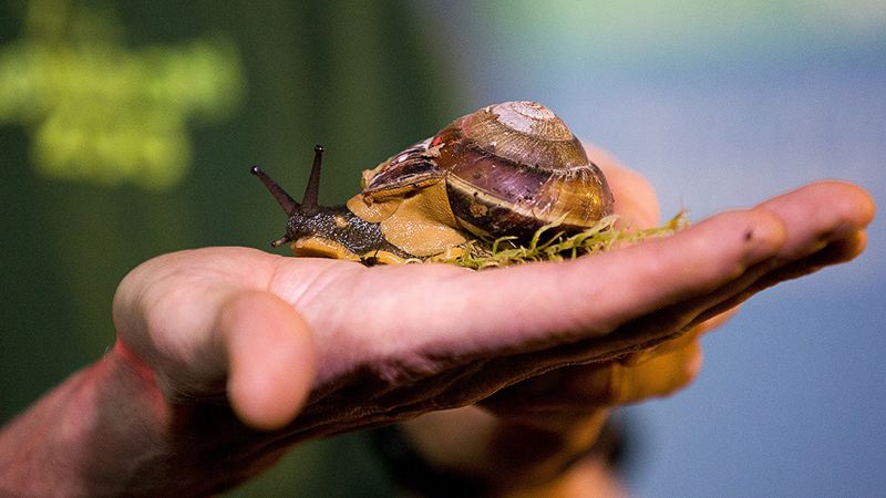 The ugly animals who need saving too - BBC News