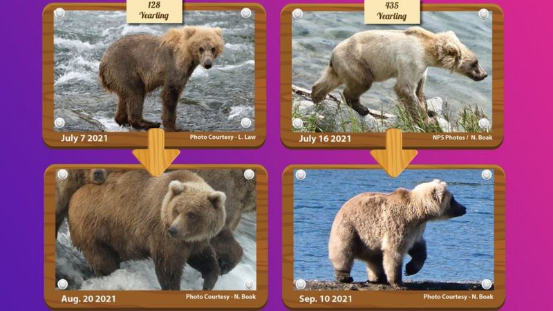 Fat Bear Junior: Meet the cubs competing in this year's contest! - BBC ...