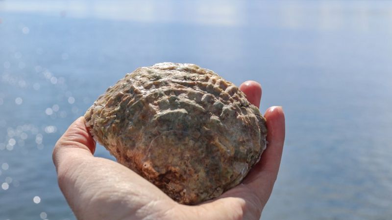 Native oysters reintroduced into Firth of Clyde - BBC News