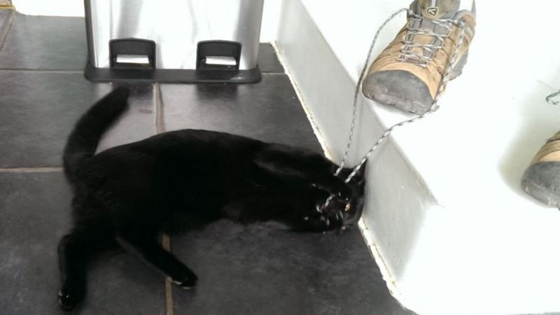 Coronavirus lockdown: How are our pets coping with us? - BBC News