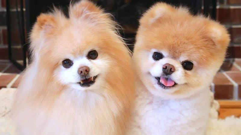 Como morreu Boo, um dos cachorros mais famosos (e fofos) da internet ...