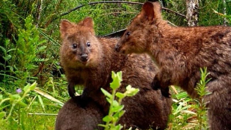 Quokkas and wallabies found dead in Australian zoo mystery - BBC News