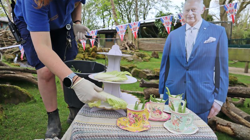 How are zoo animals celebrating the King's coronation? - BBC Newsround