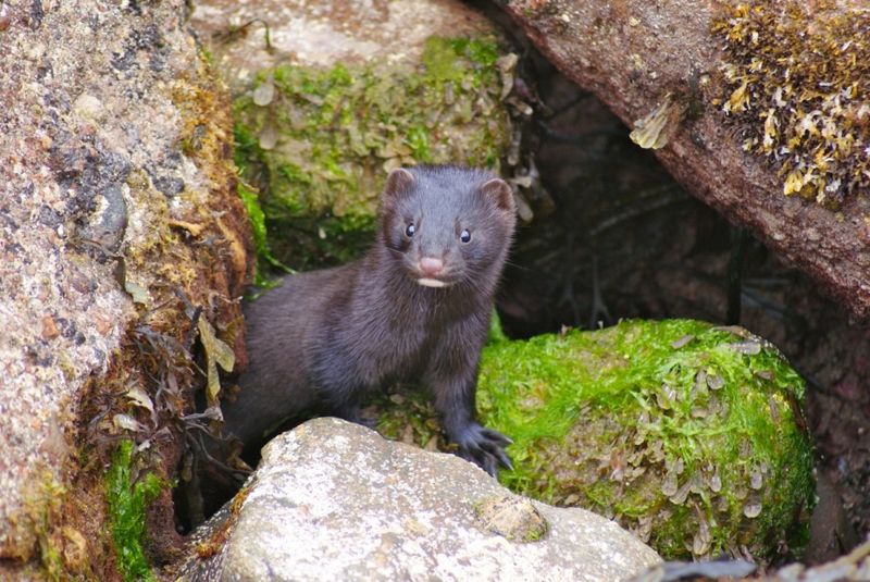 Your pictures of Scotland: 13 - 20 July - BBC News