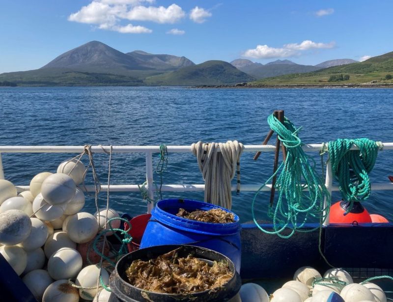 The seaweed farmers with high hopes for their harvest - BBC News