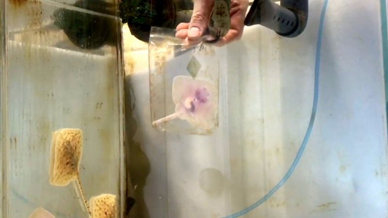 Baby ray fish grown in sandwich bag 'hatches' in Macduff - BBC News