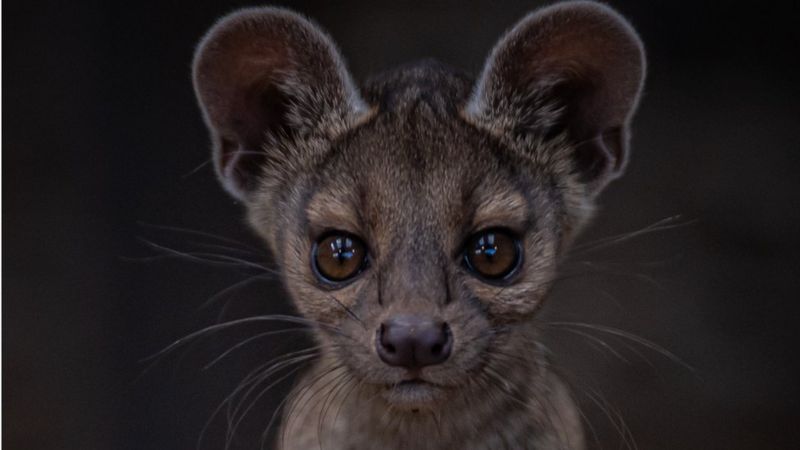 Triple the trouble as Chester Zoo shares first glimpse of rare baby ...