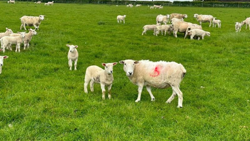 Will a new livestock worrying law reduce attacks? - BBC News