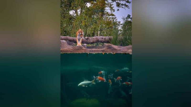 Paradise Wildlife Park: Zoo habitats will help to 'bring visitors back ...