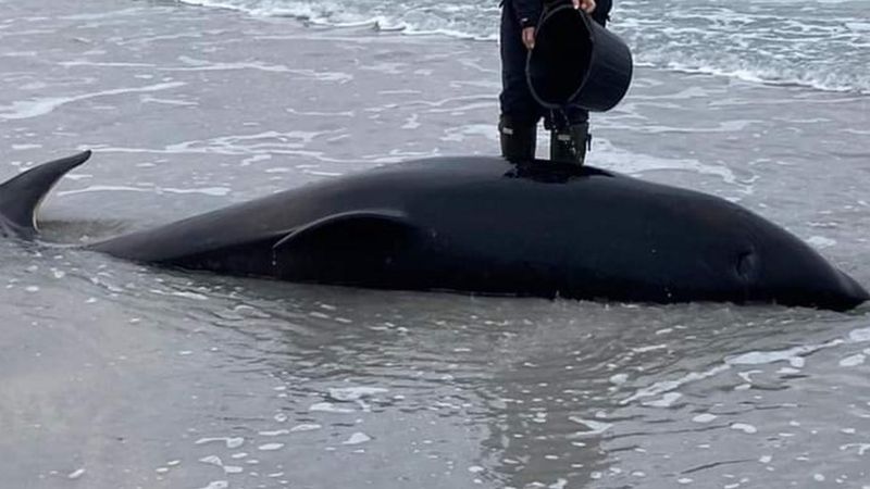 Islanders help rescue orca stranded on Orkney beach - BBC News