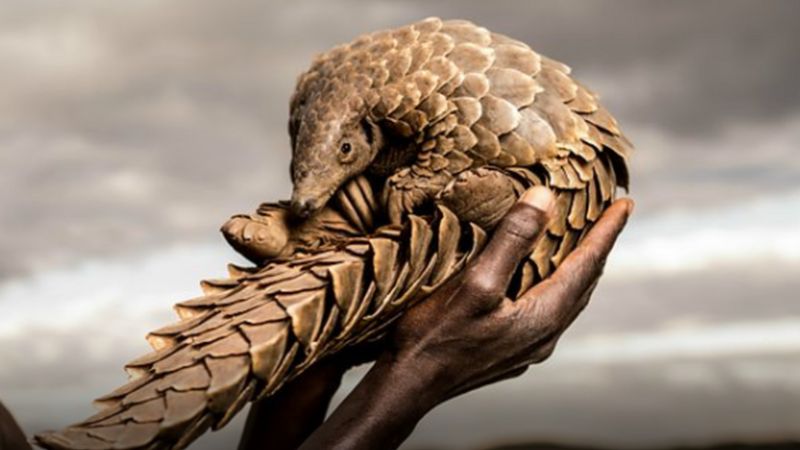 Pangolin: Nigeria seize record $54 million pangolin scales, elephant ...