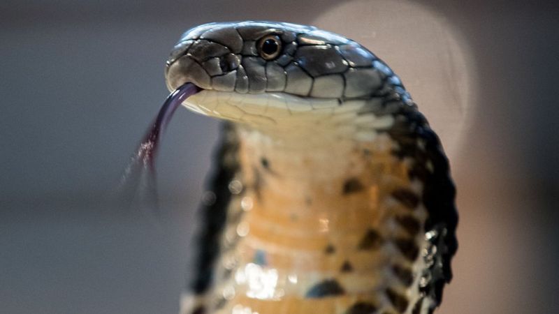 Nigeria neva know how to battle snakebite palava for di kontri - BBC ...