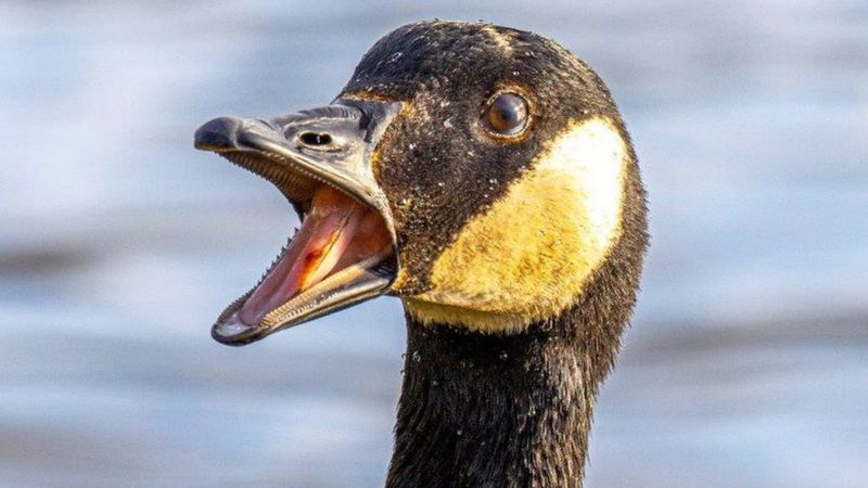 Your pictures of Scotland 1 - 7 February - BBC News