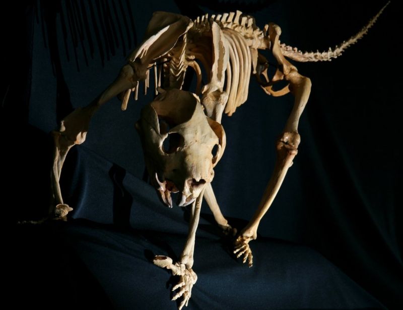 Fearsome Australian 'lion' could climb trees, study says - BBC News