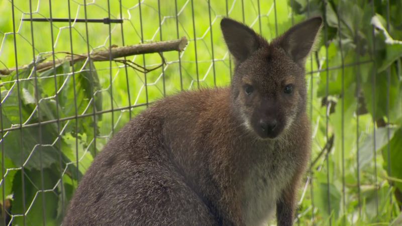 Lambay Island is home to Ireland's wallabies - BBC News