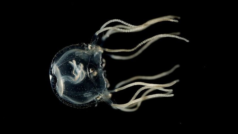 Jellyfish can remember - despite having no brain! - BBC Newsround